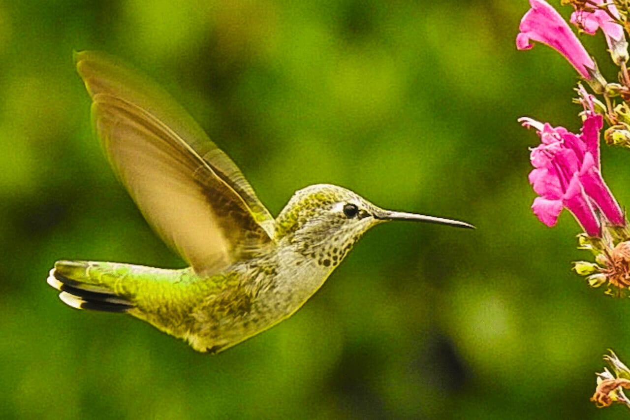 What Birds Can Fly Backwards - What Birds