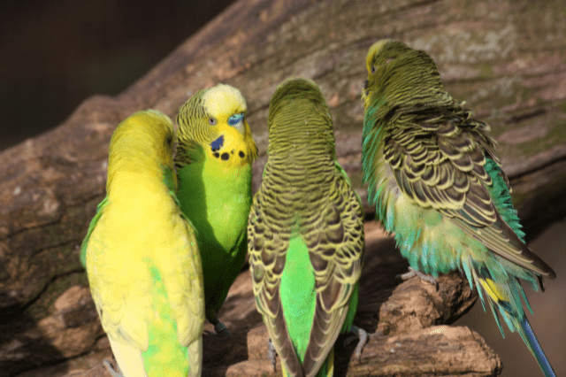 What Birds Talk - What Birds