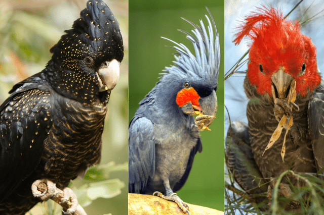 What Birds Talk - What Birds