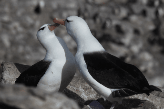 What Birds Mate For Life - What Birds