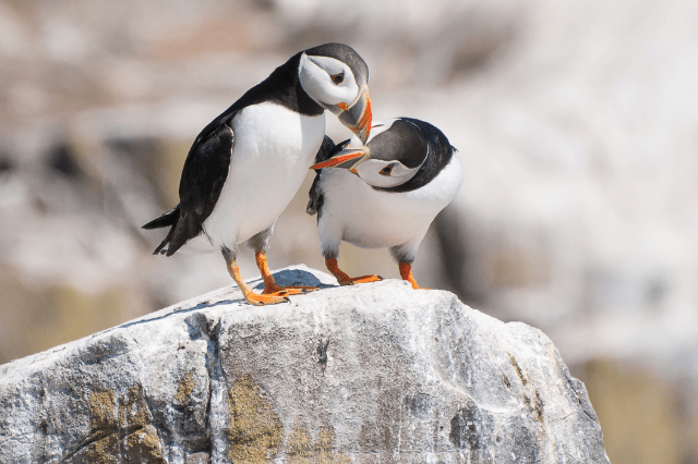 What Birds Mate For Life - What Birds