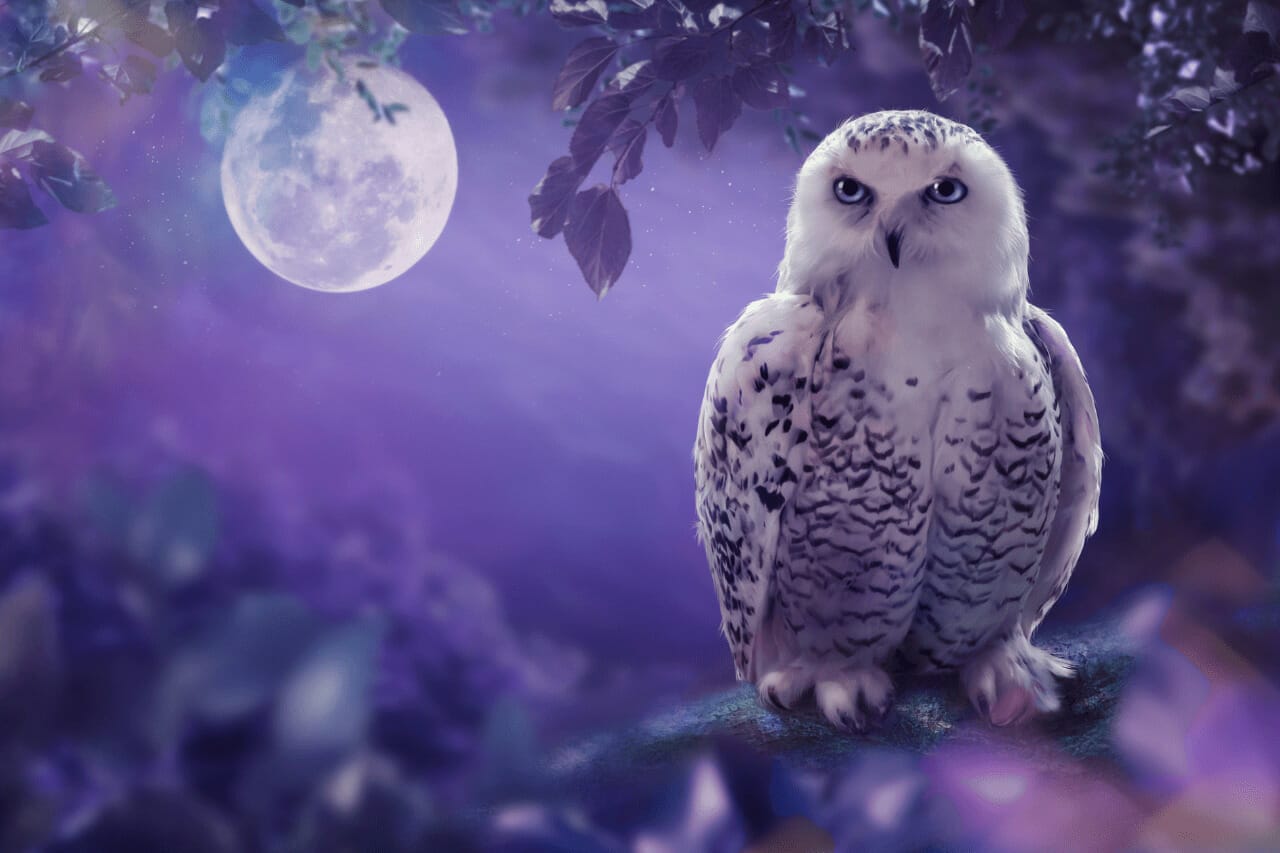 What Birds Fly At Night What Birds what-birds-fly-at-night-what-birds