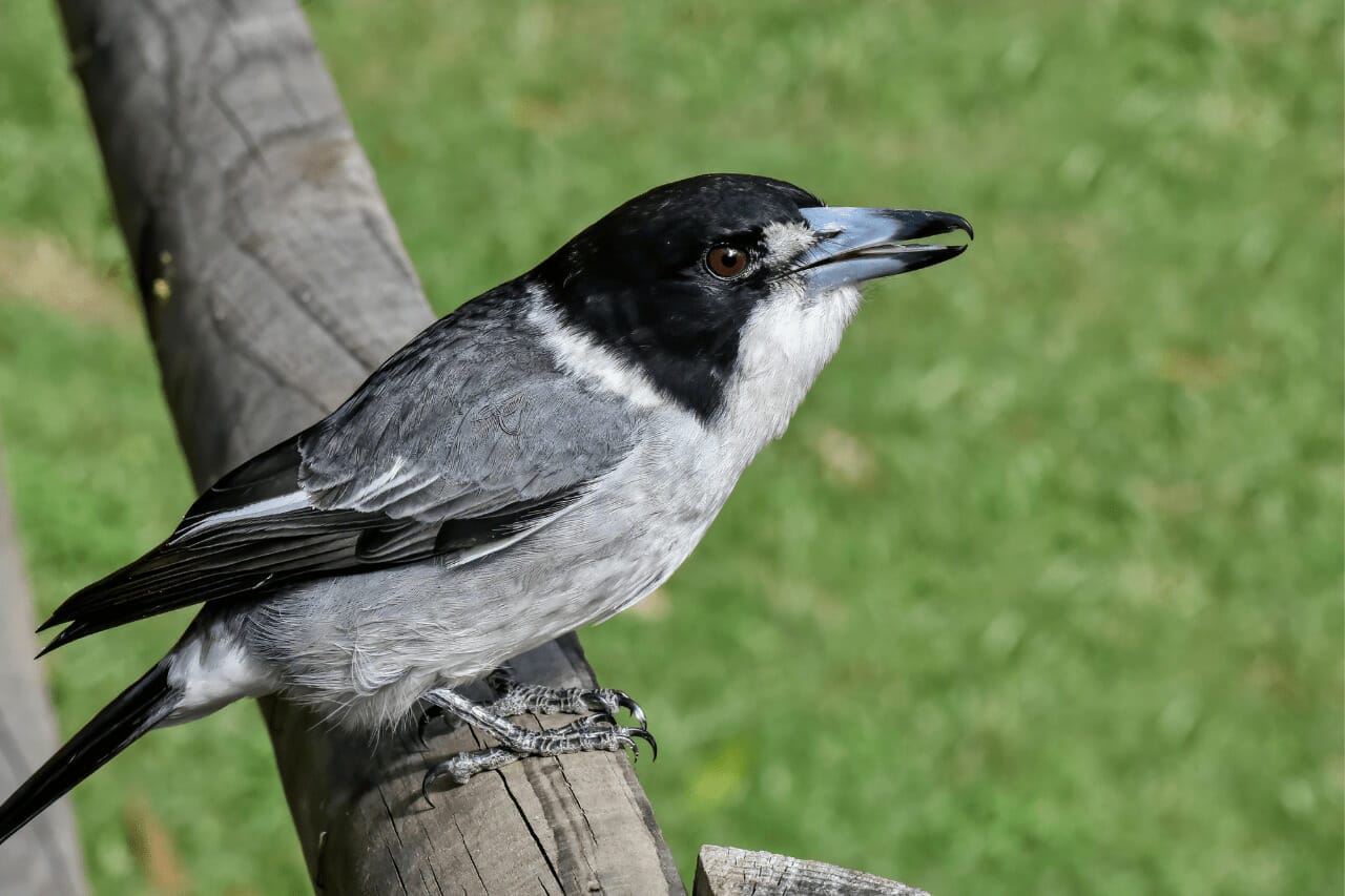 Grey Butcherbird - What Birds