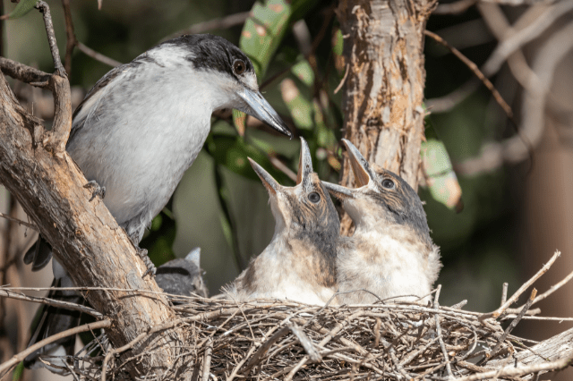Grey Butcherbird - What Birds
