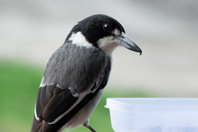 Grey Butcherbird - What Birds