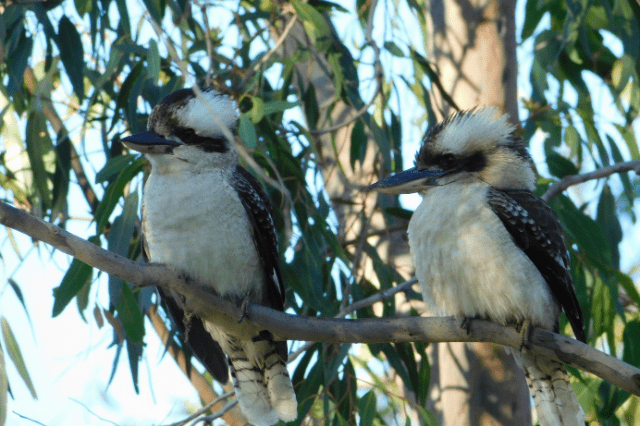 What Is A Kookaburra - What Birds
