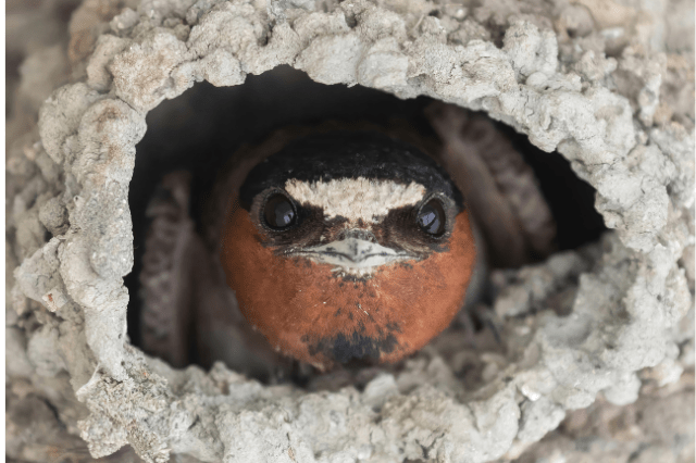 What Birds Make Mud Nests - What Birds