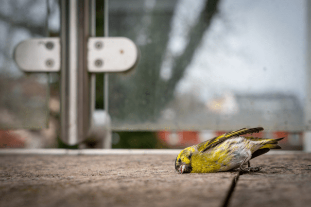 Why Do Birds Fly Into Windows - What Birds