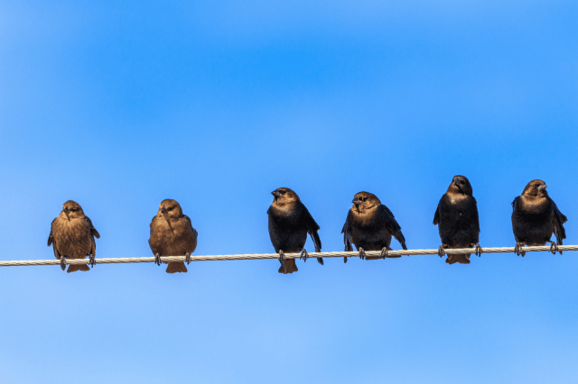 Why Do Birds Sit On Power Lines - What Birds