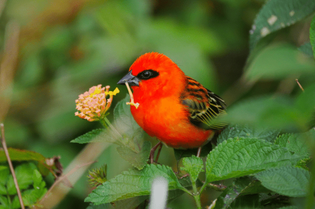 Do Birds Have A Sense Of Smell - What Birds