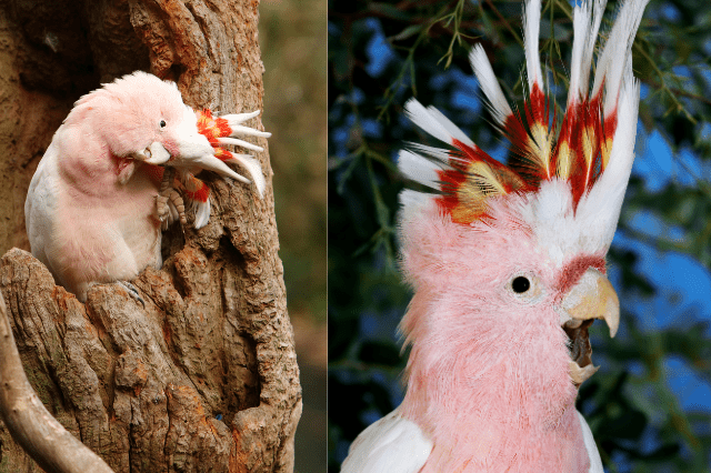 Pink Cockatoo - What Birds