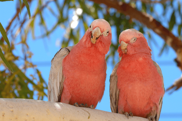 Cockatoo Lifespan What Birds