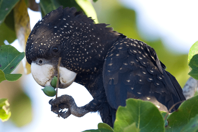 Cockatoo Lifespan What Birds