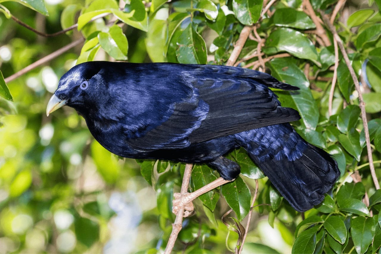 Satin Bowerbird - What Birds