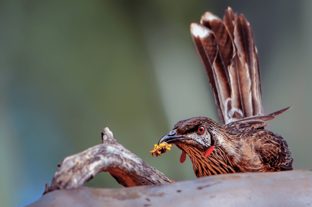 Red Wattlebird - What Birds