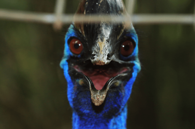Cassowary - What Birds