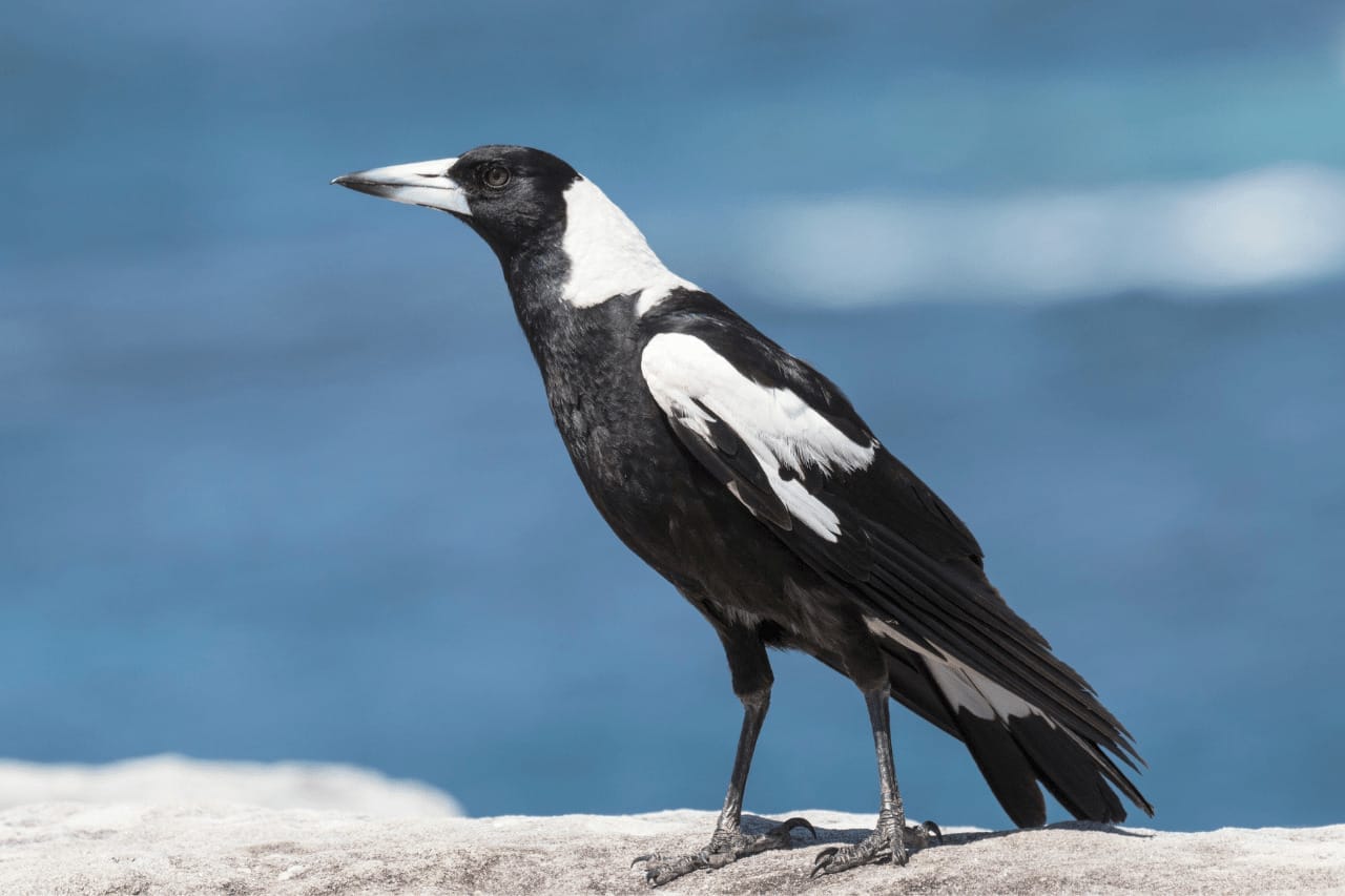 Australian Magpie - What Birds