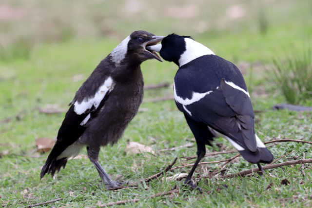 Australian Magpie - What Birds