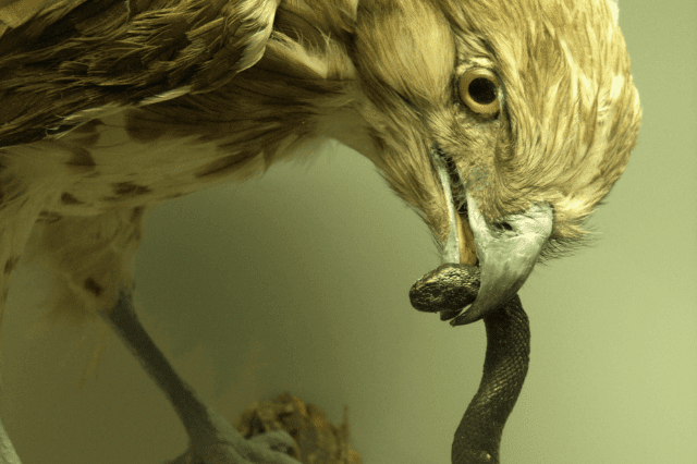 What Birds Eat Snakes - What Birds