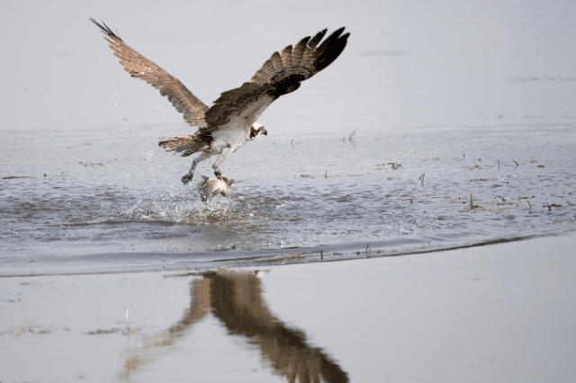 What Birds Are Raptors - What Birds