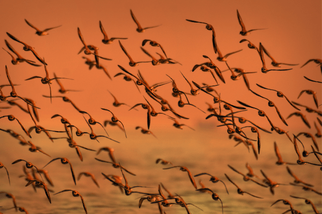 What Birds Migrate - What Birds