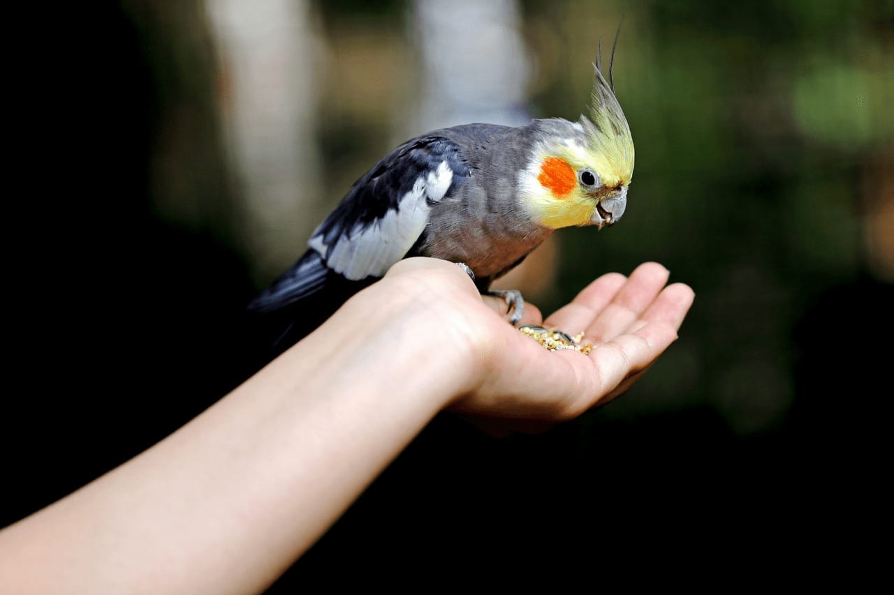 What Birds Make Good Pets - What Birds