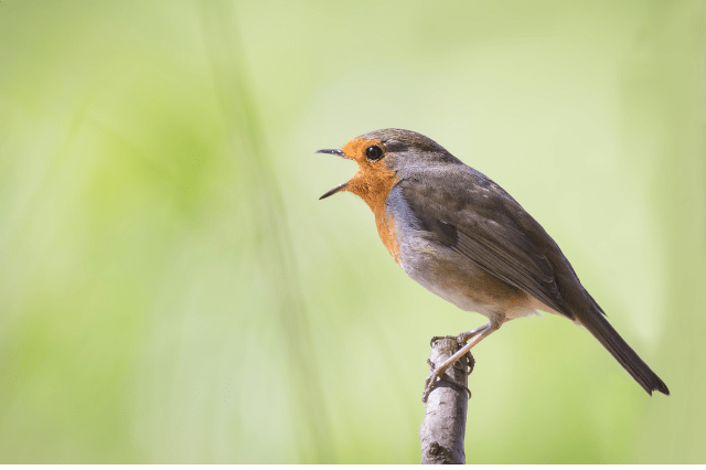 Why Do Birds Sing - What Birds