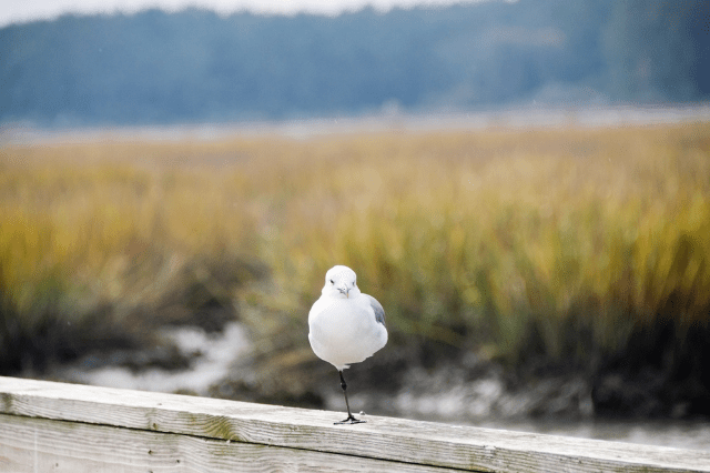 Why Do Birds Stand On One Leg - What Birds