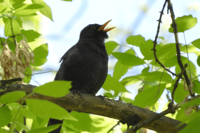 Birds That Whistle - What Birds