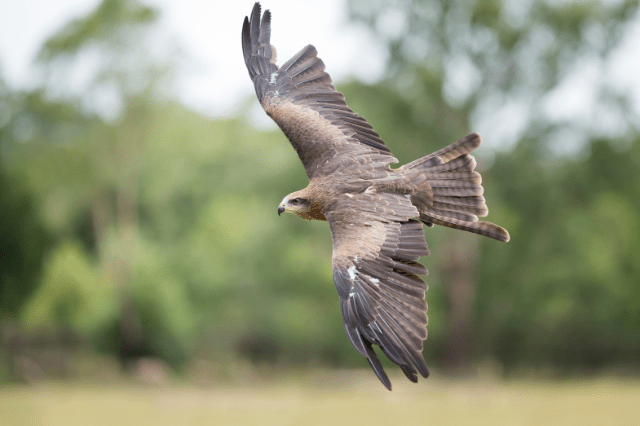Birds That Attack Humans - What Birds
