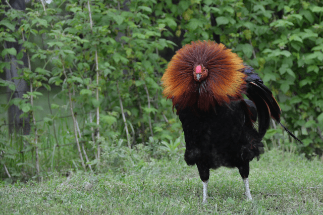 Birds That Puff Up - What Birds