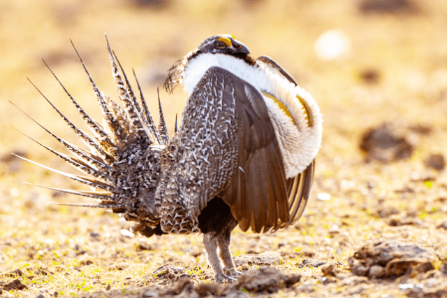 Birds That Puff Up - What Birds